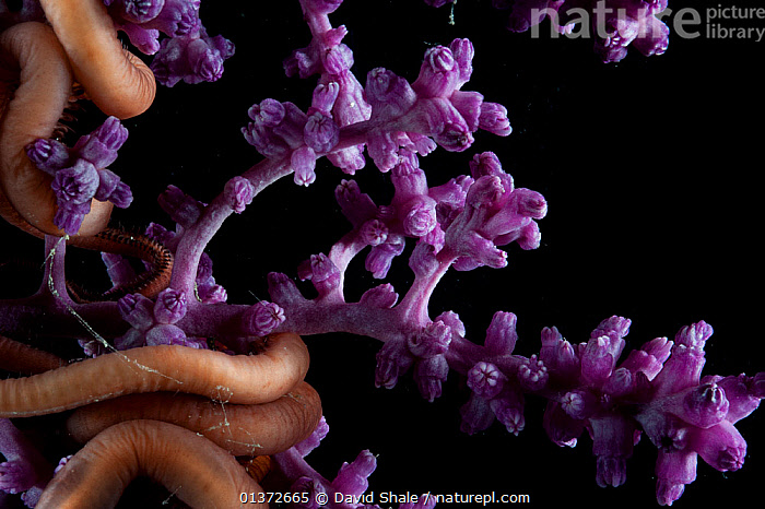 Stock photo of Purple octocoral and euryalid ophiuroid serpent star ...