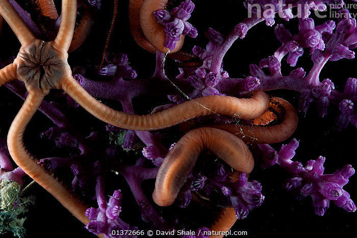 Stock photo of Purple octocoral and euryalid ophiuroid serpent star ...