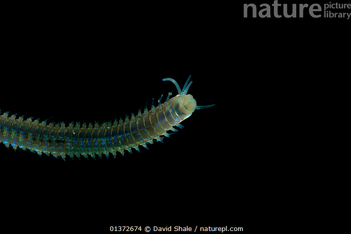 Stock photo of Head detail of deep sea Polychaete. Collected from coral ...