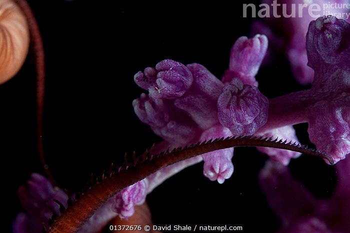 Stock photo of Purple octocoral and limb of euryalid ophiuroid serpent ...