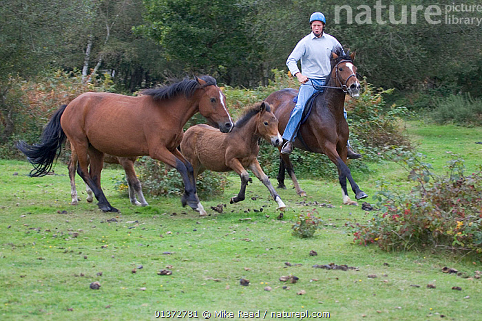 Stock photo of New Forest ponies, commoner rounding up mare and foal ...