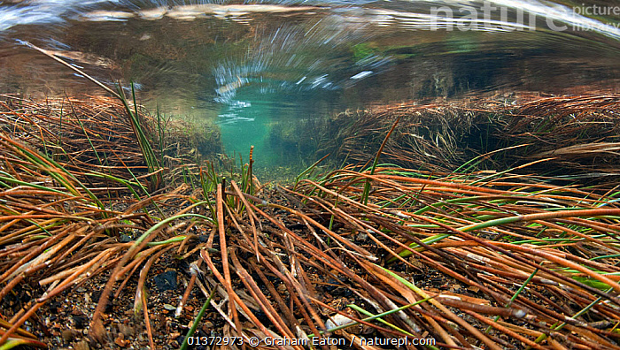Stock photo of Underwater view of a fast flowing stream, Snowdonia NP ...