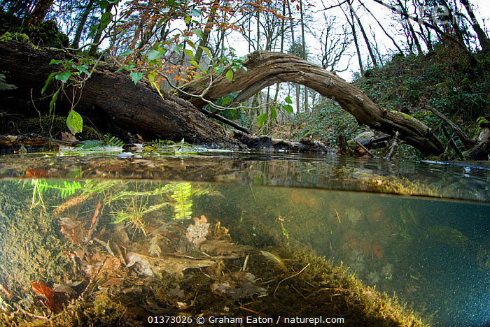 Stock photo of A split-level view of a calm woodland stream, Snowdonia ...