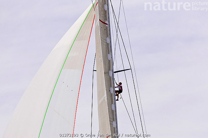 Stock photo of Crew member climbing mast on board 'Ranger' during the J ...