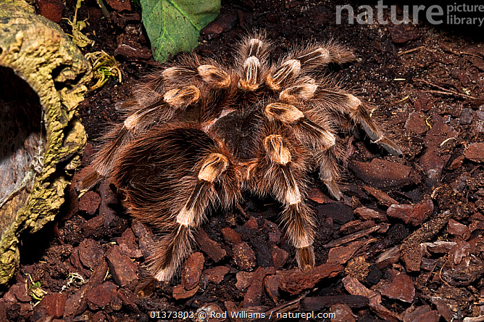 Stock photo of Brazilian White-knee tarantula (Acanthoscurria ...