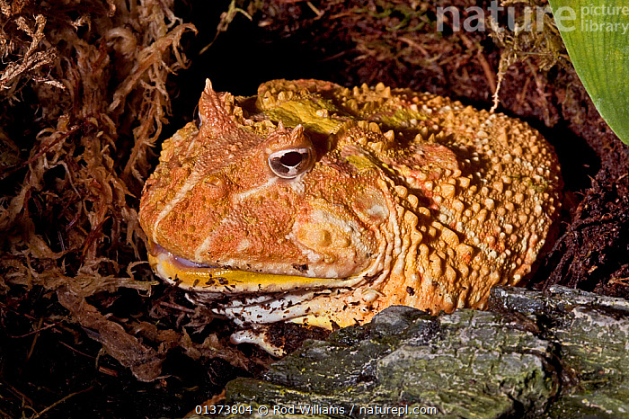 Stock photo of Ornate horned frog (Ceratophrys ornata) captive, rare ...