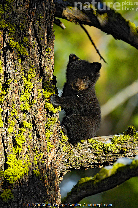 Baby Black Bear In Tree Free Bear Climbing Tree Image | Download At