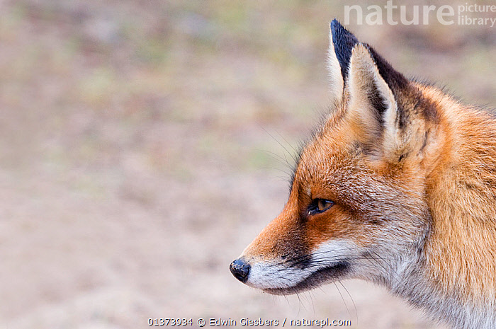Stock photo of Red fox (Vulpes vulpes) portrait, The Netherlands, March ...