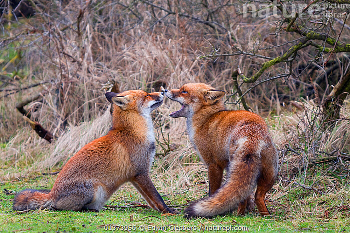 Stock photo of Two Red foxes (Vulpes vulpes) interacting, The ...