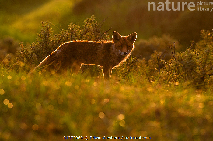 Stock photo of Red fox (Vulpes vulpes) backlit in evening light, The ...