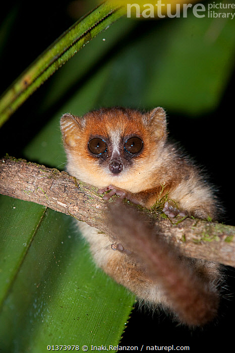 Bongolava Mouse Lemur