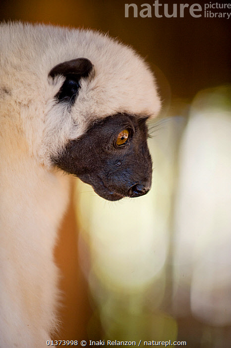 Stock photo of Decken's sifaka (Propithecus deckenii) portrait, Baie de ...