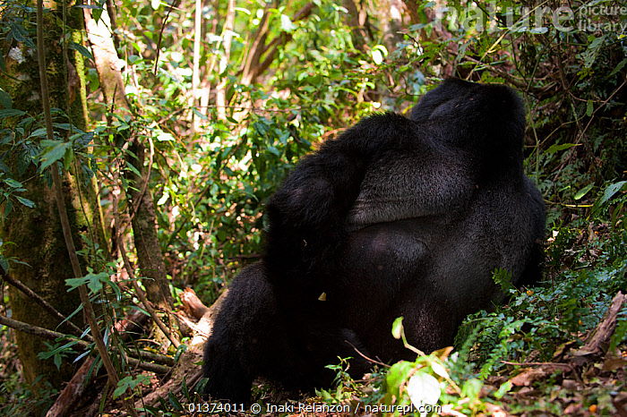Stock photo of Rear view of Mountain gorilla (Gorilla beringei) lying ...