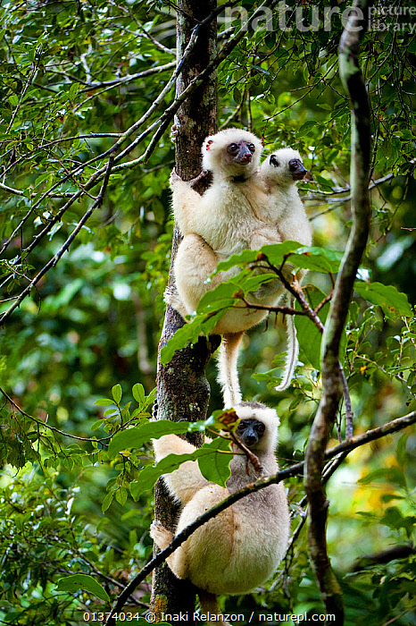 Stock photo of Three Silky sifakas (Propithecus candidus) including a ...