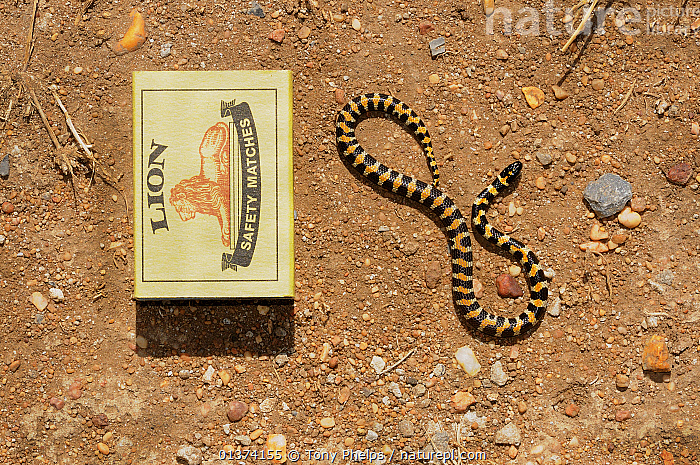 Stock photo of Harlequin snake (Homoroselaps lacteus) neonate next to a ...