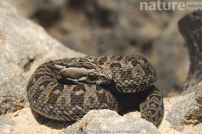 Stock photo of Juvenile female Cape mountain adder (Bitis atropos ...