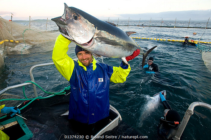 Stock photo of Manual capture of Southern bluefin tuna (Thunnus maccoyi ...