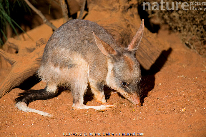 Stock photo of Greater bilby (Macrotis lagotis) vulnerable species ...