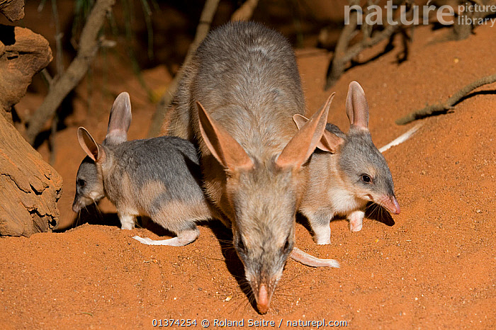 Stock photo of Greater bilby (Macrotis lagotis) female with two babies ...