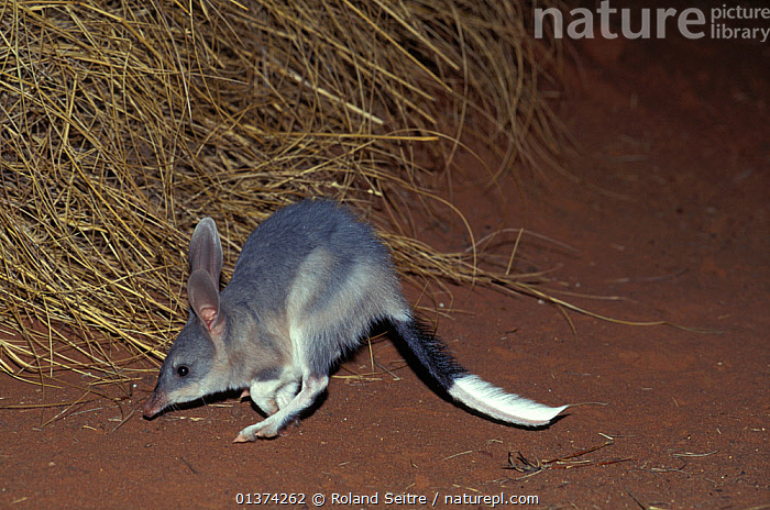 Stock photo of Greater bilby (Macrotis lagotis) jumping, captive, at ...
