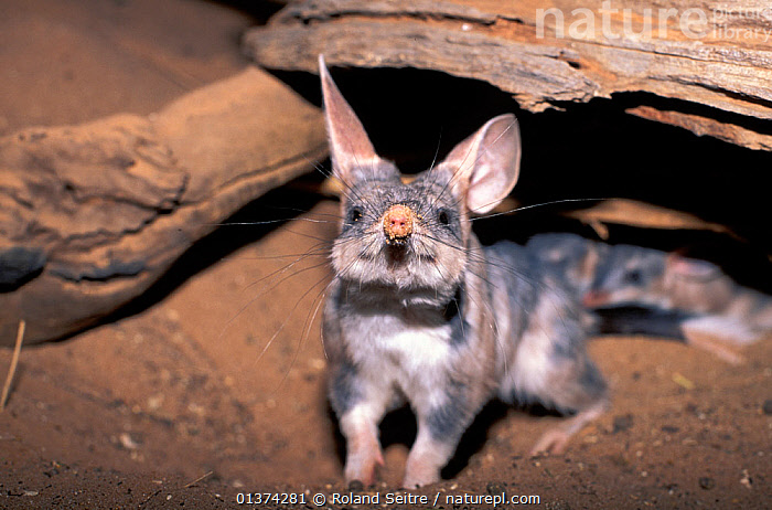 Stock photo of Greater bilby (Macrotis lagotis) sniffing the air, note ...