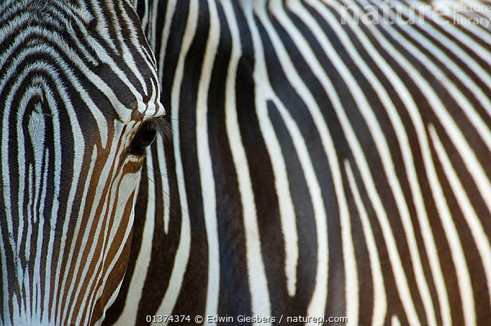 Stock photo of Grevy's zebra (Equus grevyi) abstract view of head and ...