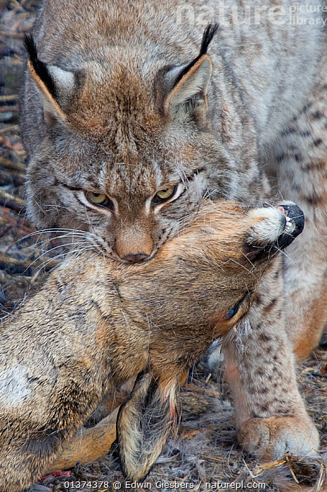 Stock photo of Lynx (Lynx lynx) with dead deer, captive. Available for ...