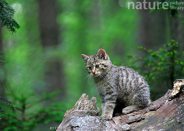 Stock photo of European wild cat (Felis silvestris) kitten sitting ...