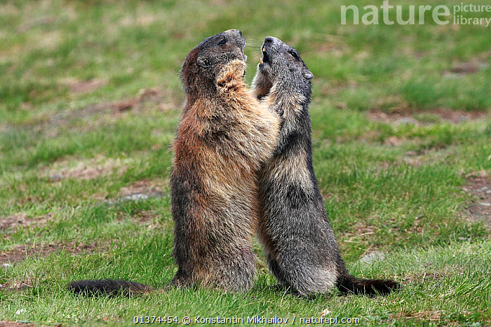 Stock photo of Two Alpine marmots (Marmota marmota) standing on hind ...