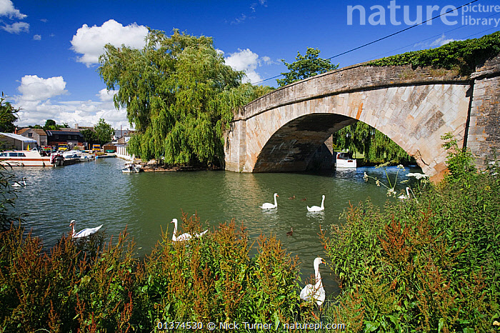 Stock photo of Swans on the River Thames by Halfpenny Bridge, Lechlade ...