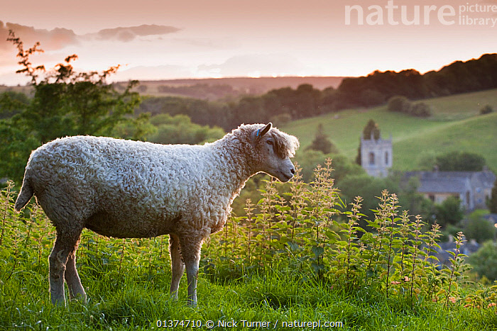 Stock photo of Cotswolds Lion rare breed sheep (Ovis aries) and the ...