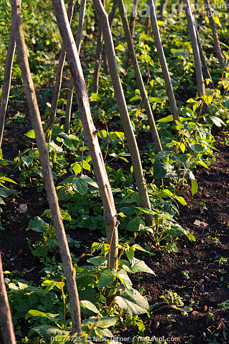 Stock photo of Runner bean (Phaseolus) seedlings growing up canes on an ...