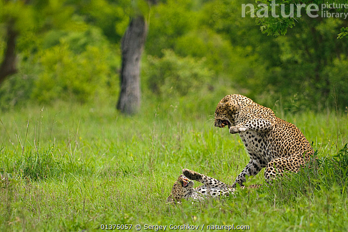 Stock photo of Leopards (Panthera pardus) male and female sparring ...