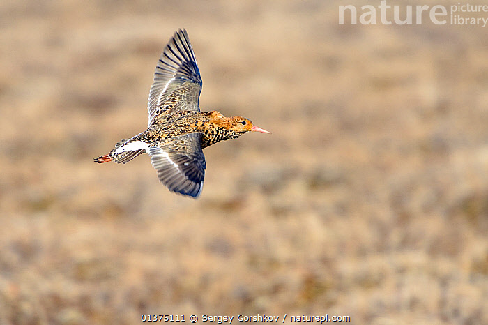 Stock photo of Ruff (Philomachus pugnax) in flight, Agapa River, Taimyr ...