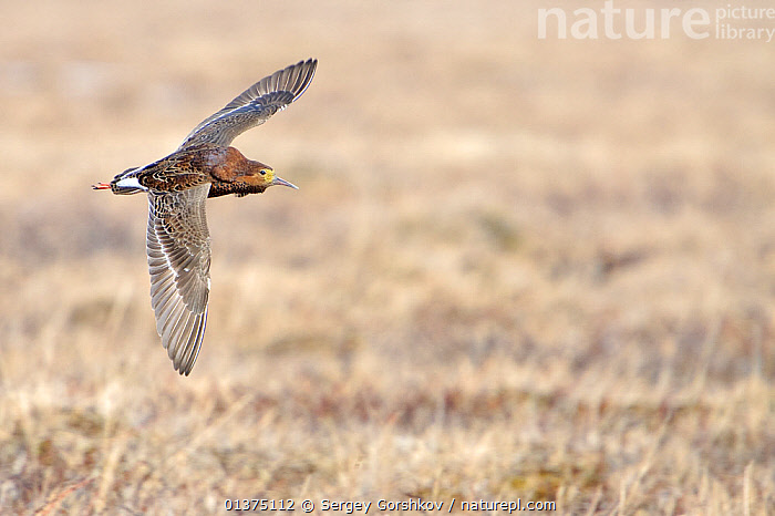 Stock photo of Ruff (Philomachus pugnax) in flight, Agapa River, Taimyr ...