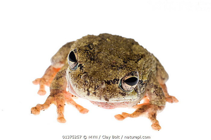 Stock photo of Gray tree frog (Hyla versicolor) Pickens County, South ...