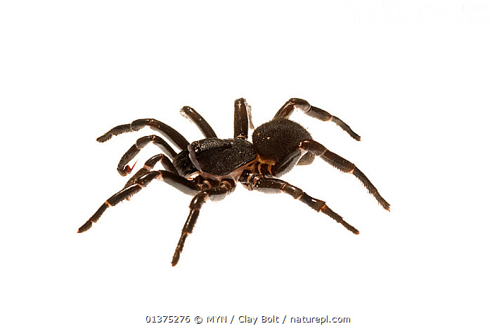 Stock photo of Southern trapdoor spider (Ummidia audouini) South ...