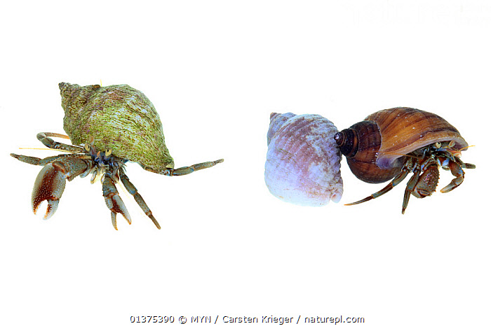 Empty Hermit Crab Shell