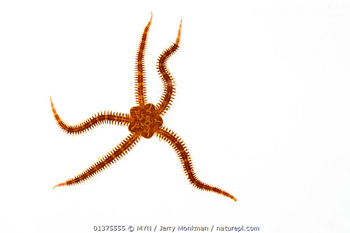 Stock photo of Daisy brittle star (Ophiopholis aculeata) Rye, New ...