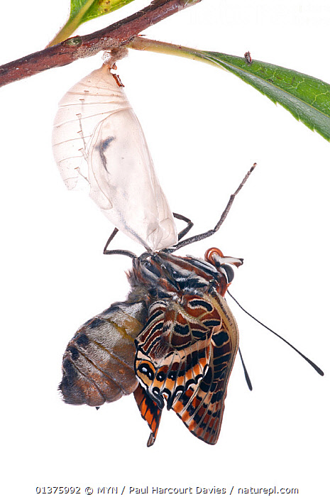 Stock photo of Two-tailed pasha butterfly (Charaxes jasius)butterfly ...