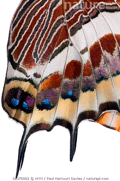 Stock photo of Two-tailed pasha butterfly (Charaxes jasius)butterfly ...