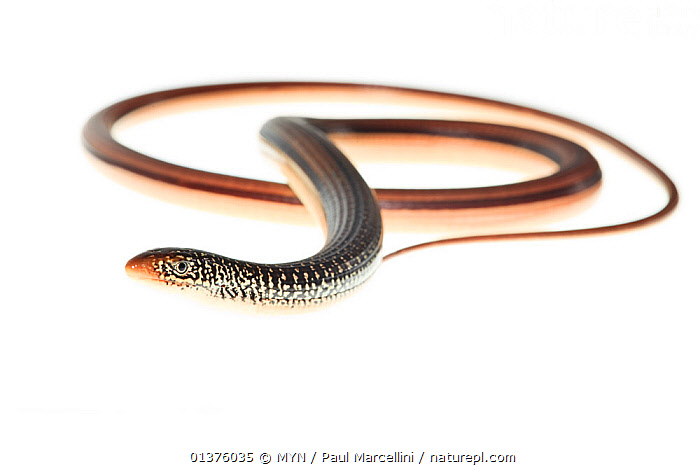 Stock photo of Island glass lizard (Ophisaurus compressus) Florida, USA ...