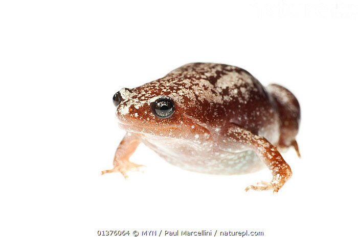 Stock photo of Eastern narrowmouth toad (Gastrophryne carolensis ...