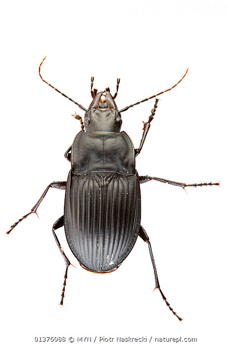Stock photo of Notched mouth ground beetle (Dicaelus dilatatus) dorsal view, USA, August ...
