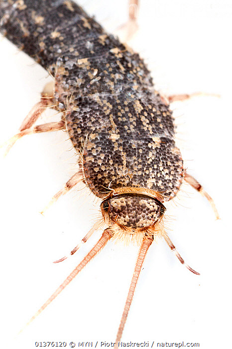 Stock photo of Silverfish (Ctenolepisma lineata) Concord, Massachusetts ...