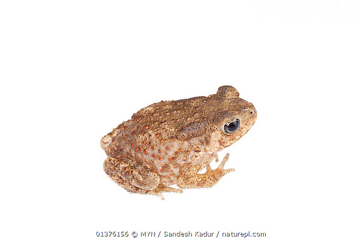 Stock photo of Toad (Bufo sp) Talle Valley Sanctuary, Arunachal Pradesh ...