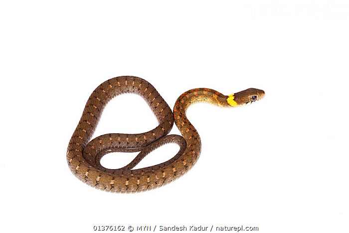 Stock photo of Himalayan keelback snake (Rhabdophis himalayanus) Talle ...