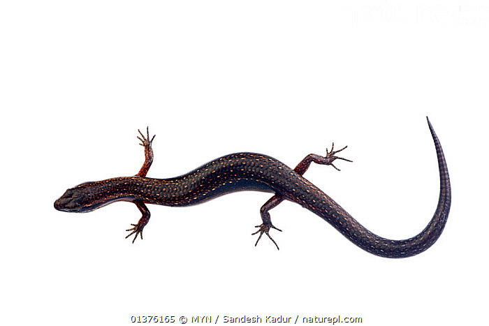 Stock photo of Skink (Ristella sp) Talle Valley Wildlife Sanctuary ...
