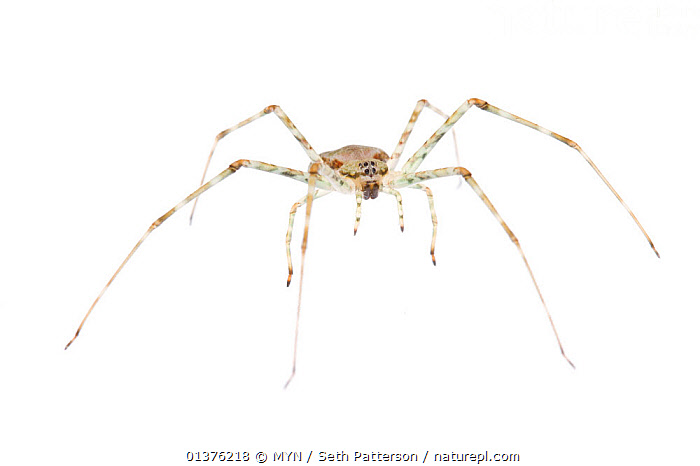 Stock photo of Mexican two-tailed spider (Neotama mexicana) Sabal Palm ...