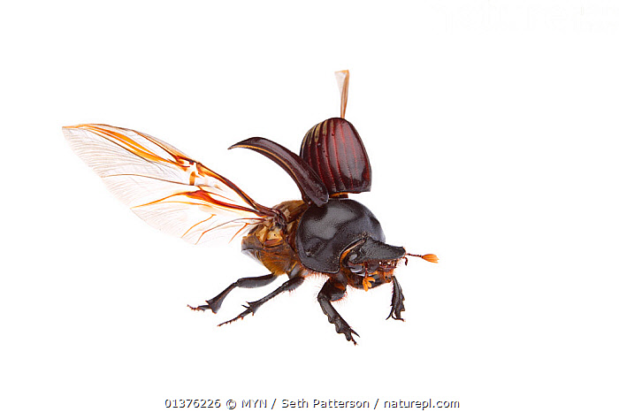 Flying Dung Beetle Beetles In The Scarabaeidae Family, Chafers